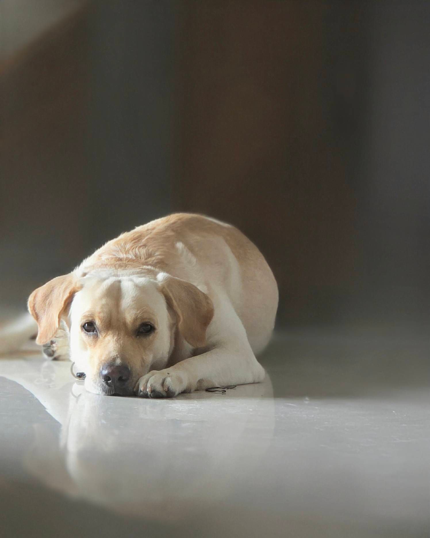 Handsome Boy - Samsung Members