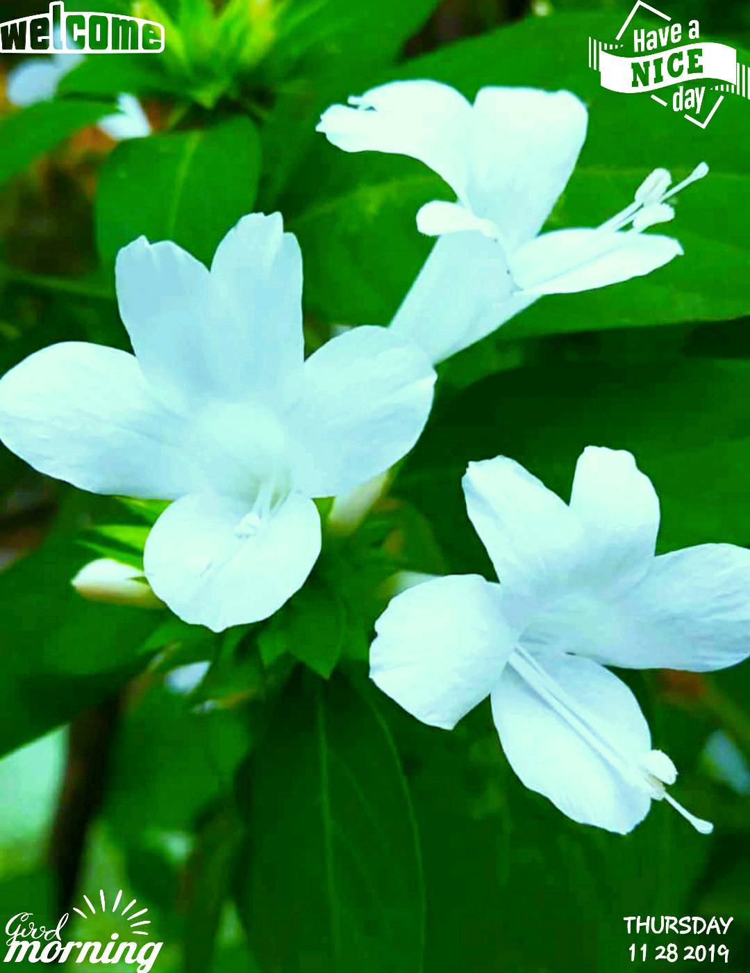 Good Morning Members - Samsung Members