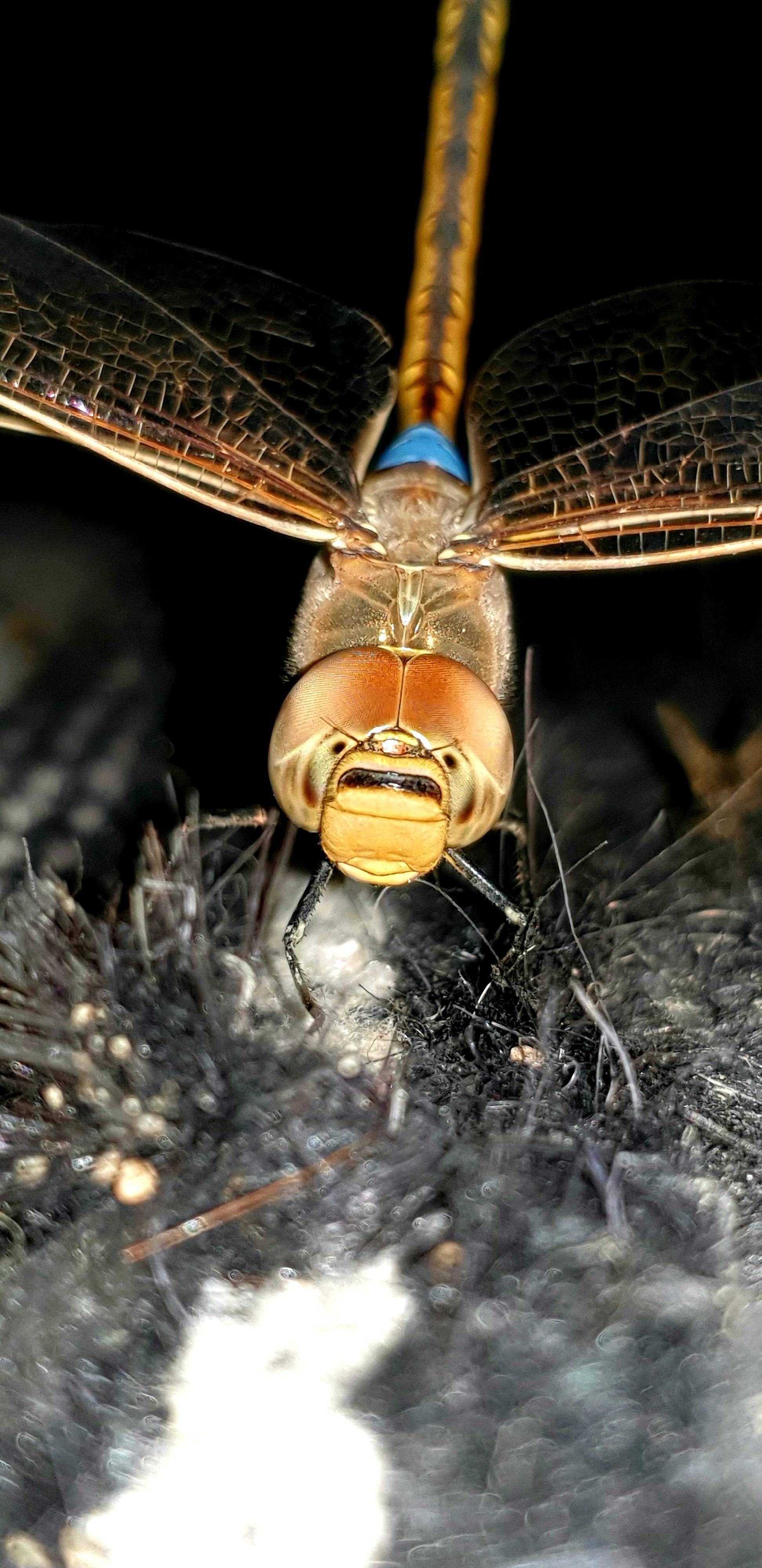 NisHaNq8 - Samsung Members