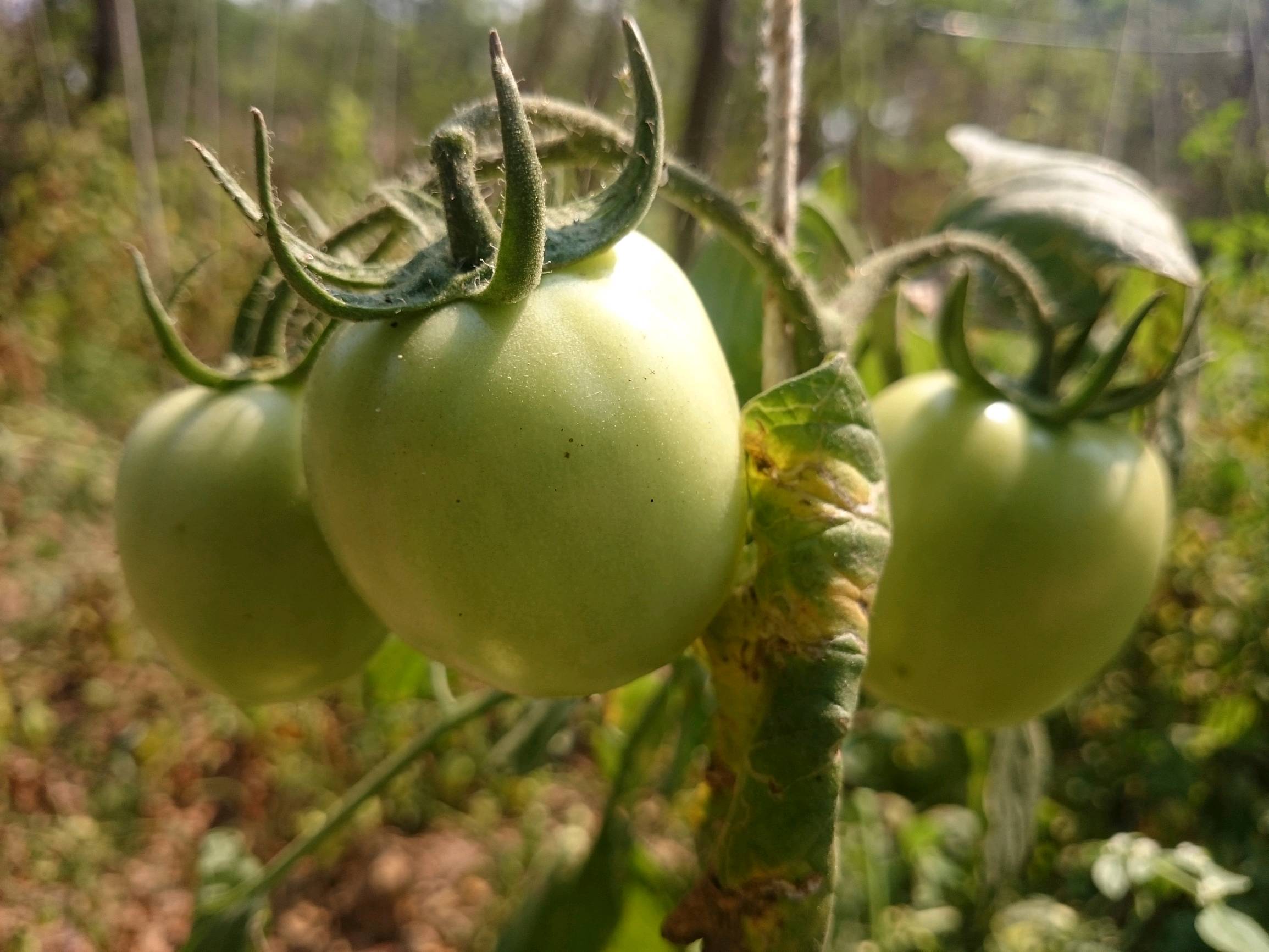 Introduction - Samsung Members Brand Ambassador - Samsung Members