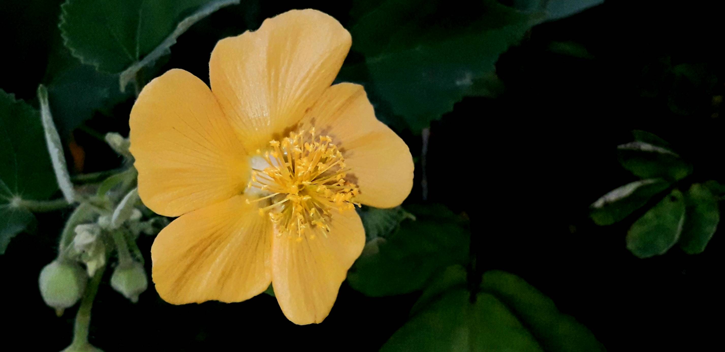 g1. - Samsung Members