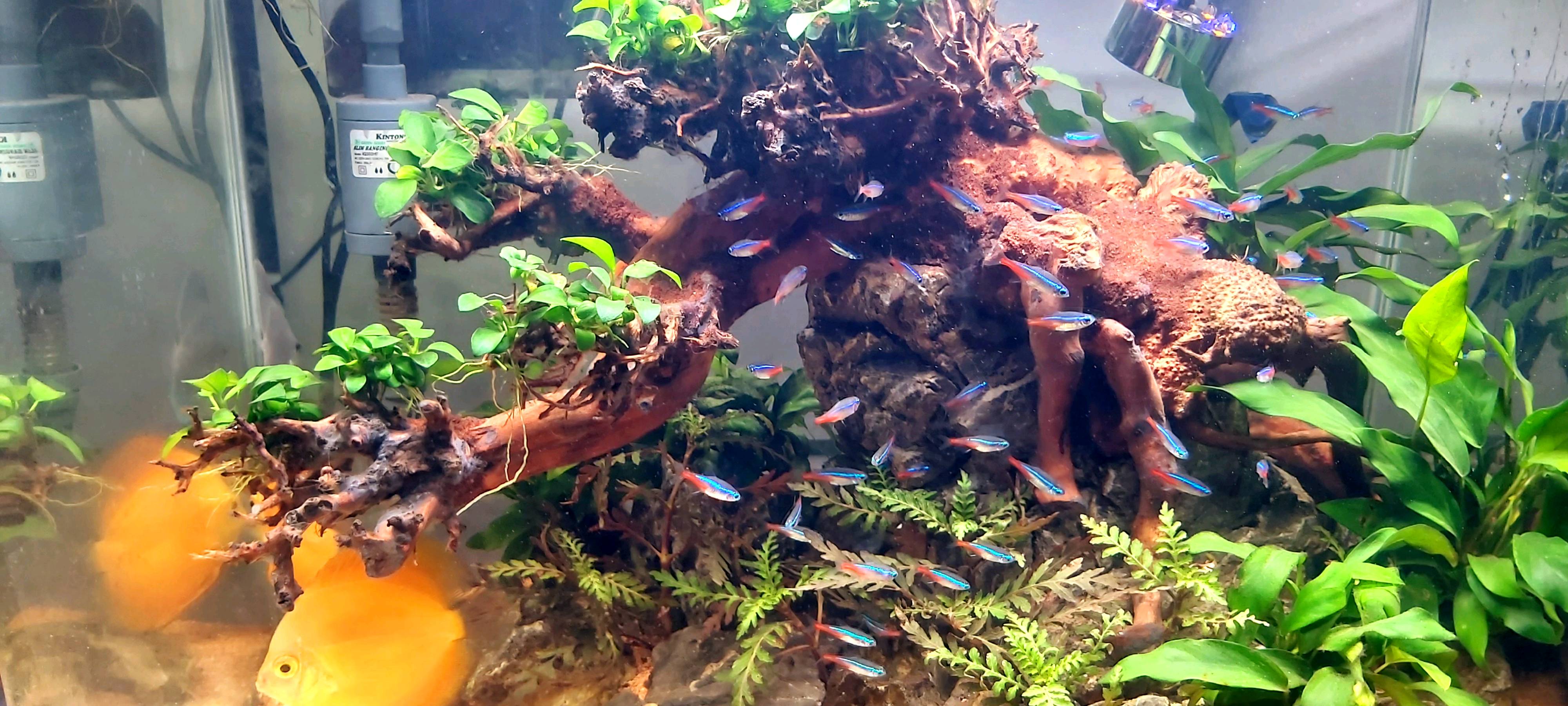 FISH TANK PHOTO... VARIETY - Samsung Members