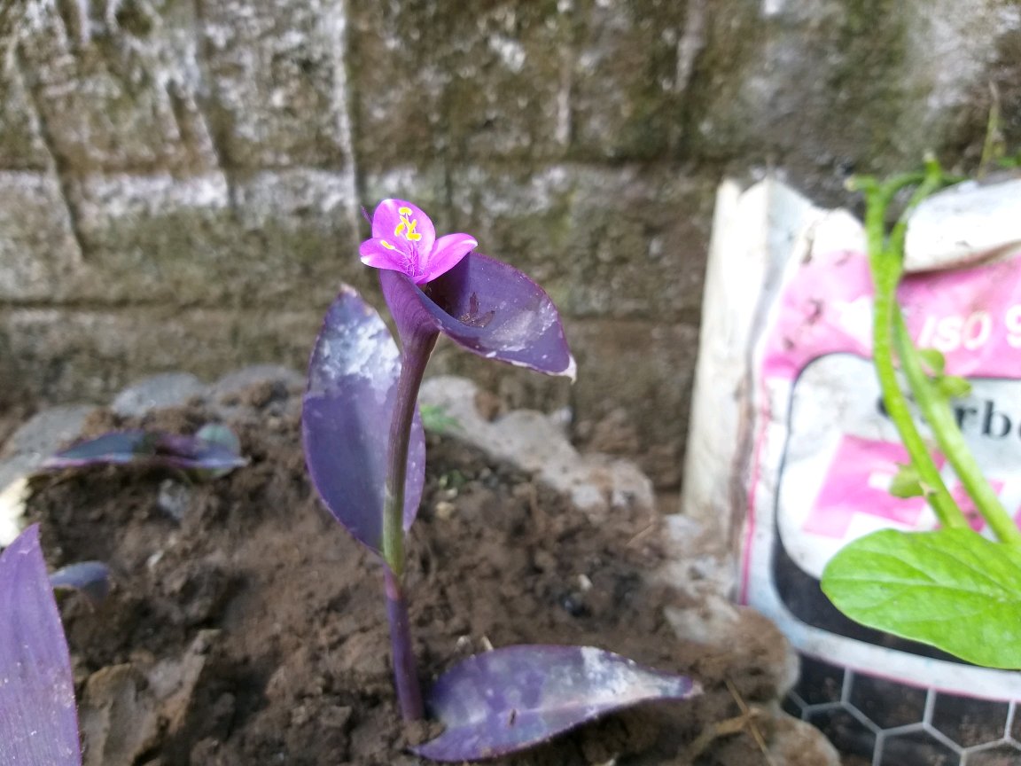 Auto Focus - Samsung Members