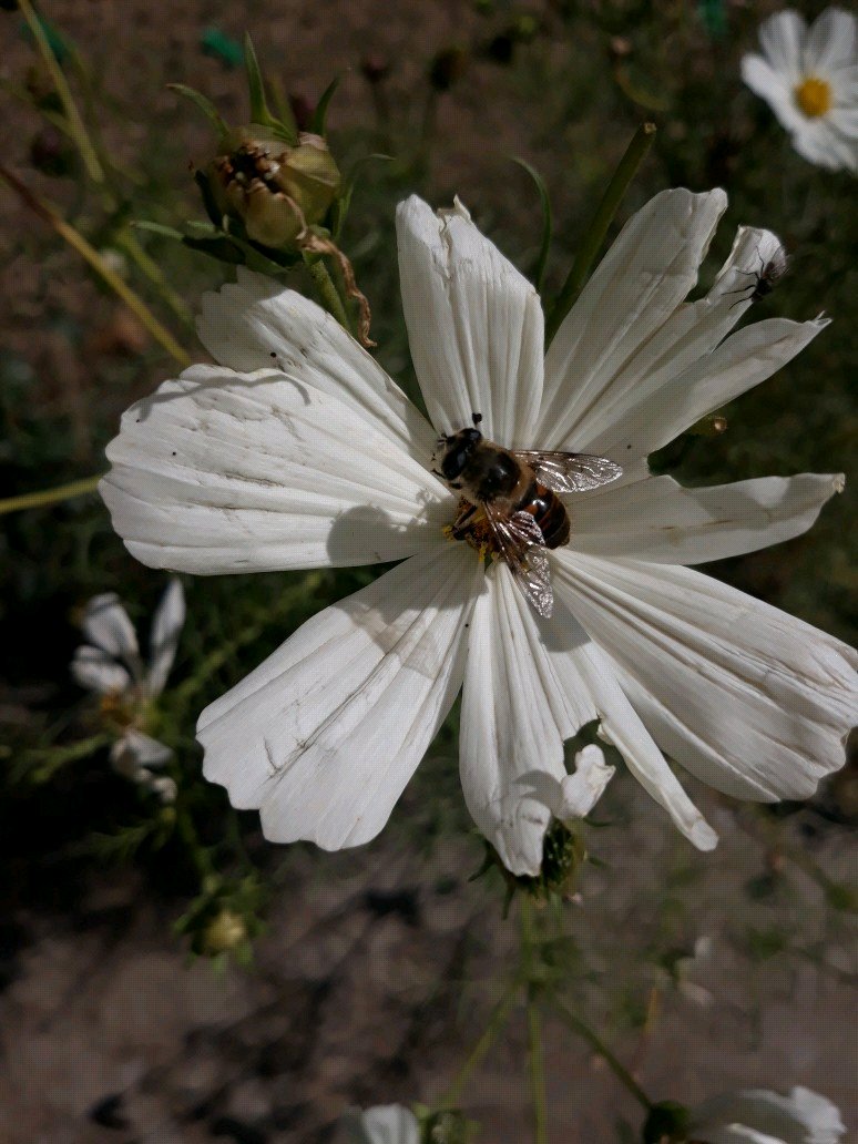 osm pic - Samsung Members