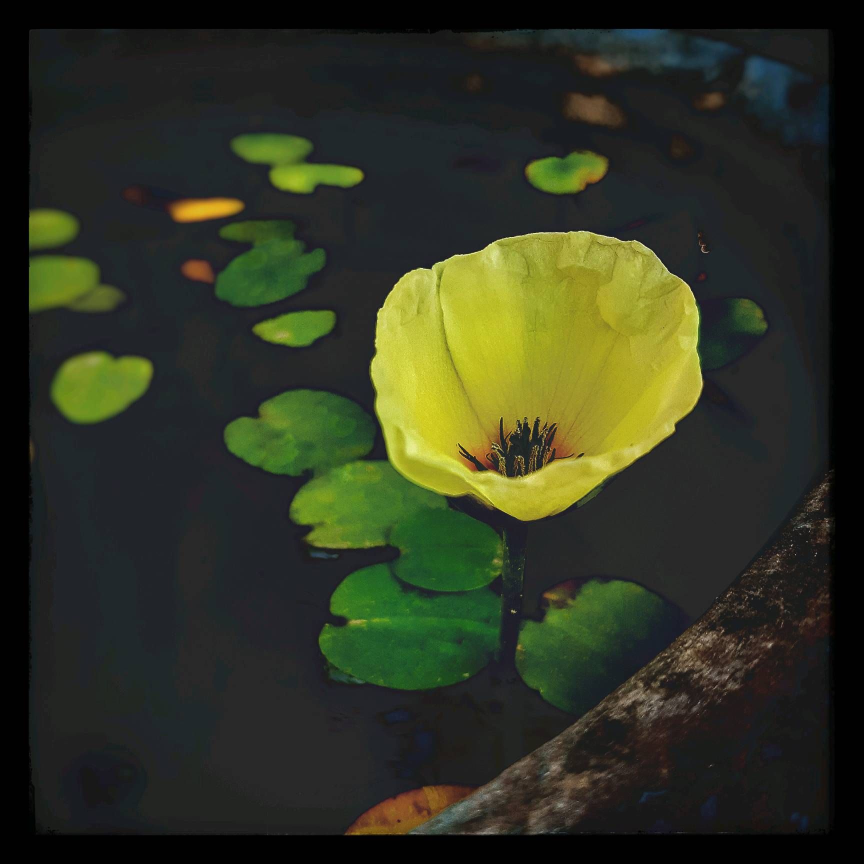 The lotus comes from the murkiest water but grows ... - Samsung Members