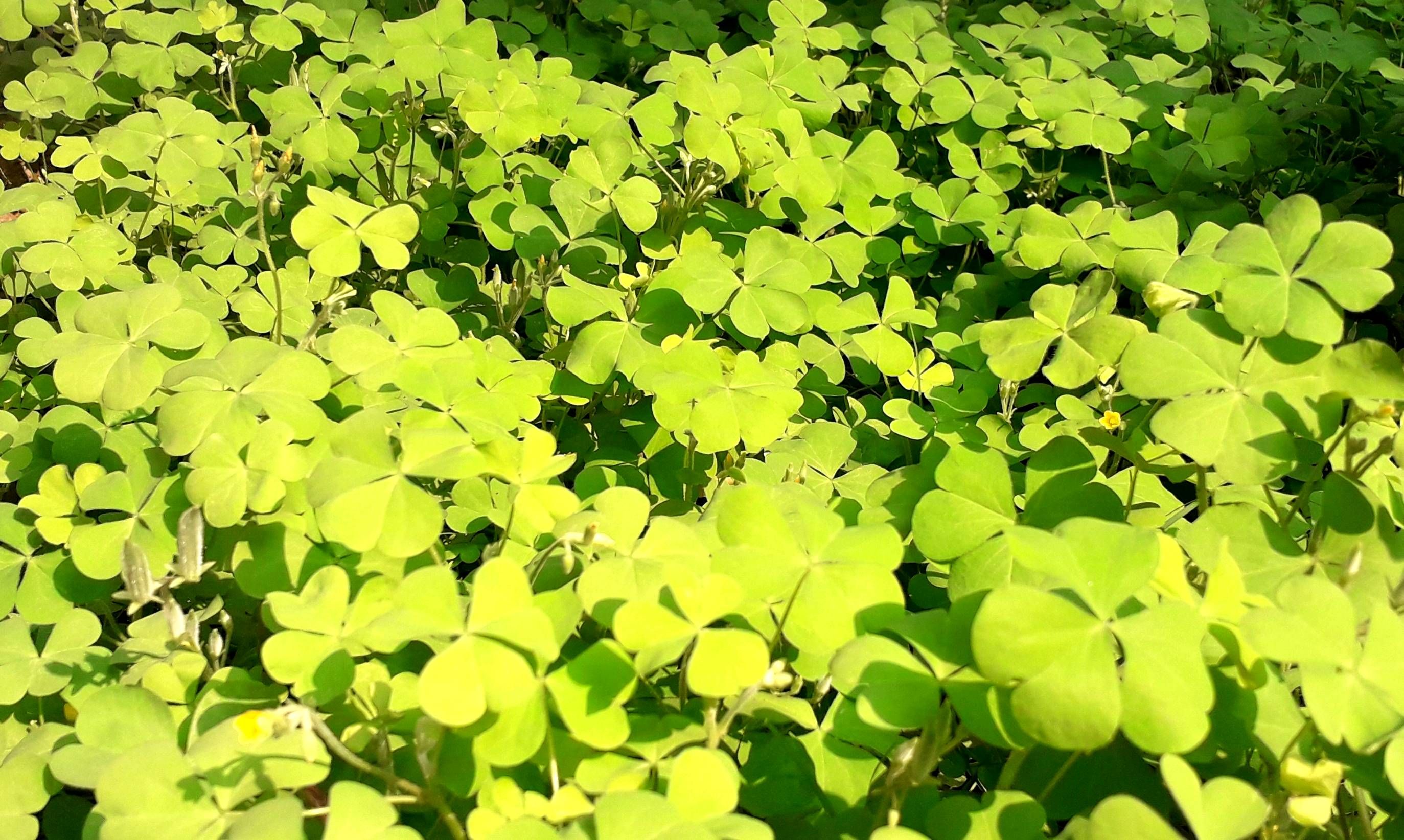 Shot on J6 - Samsung Members