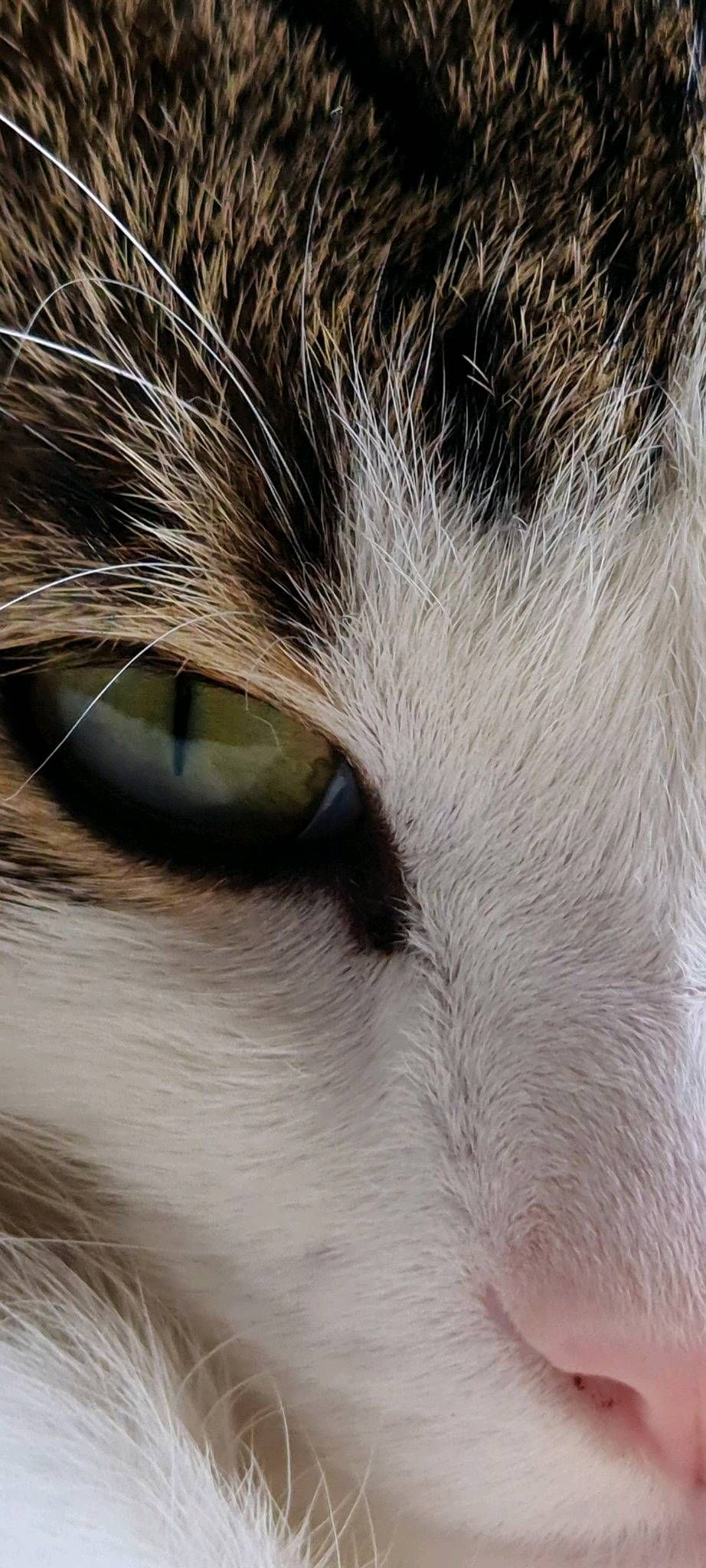 Galaxy S20 Ultra 108MP Sample - Samsung Members