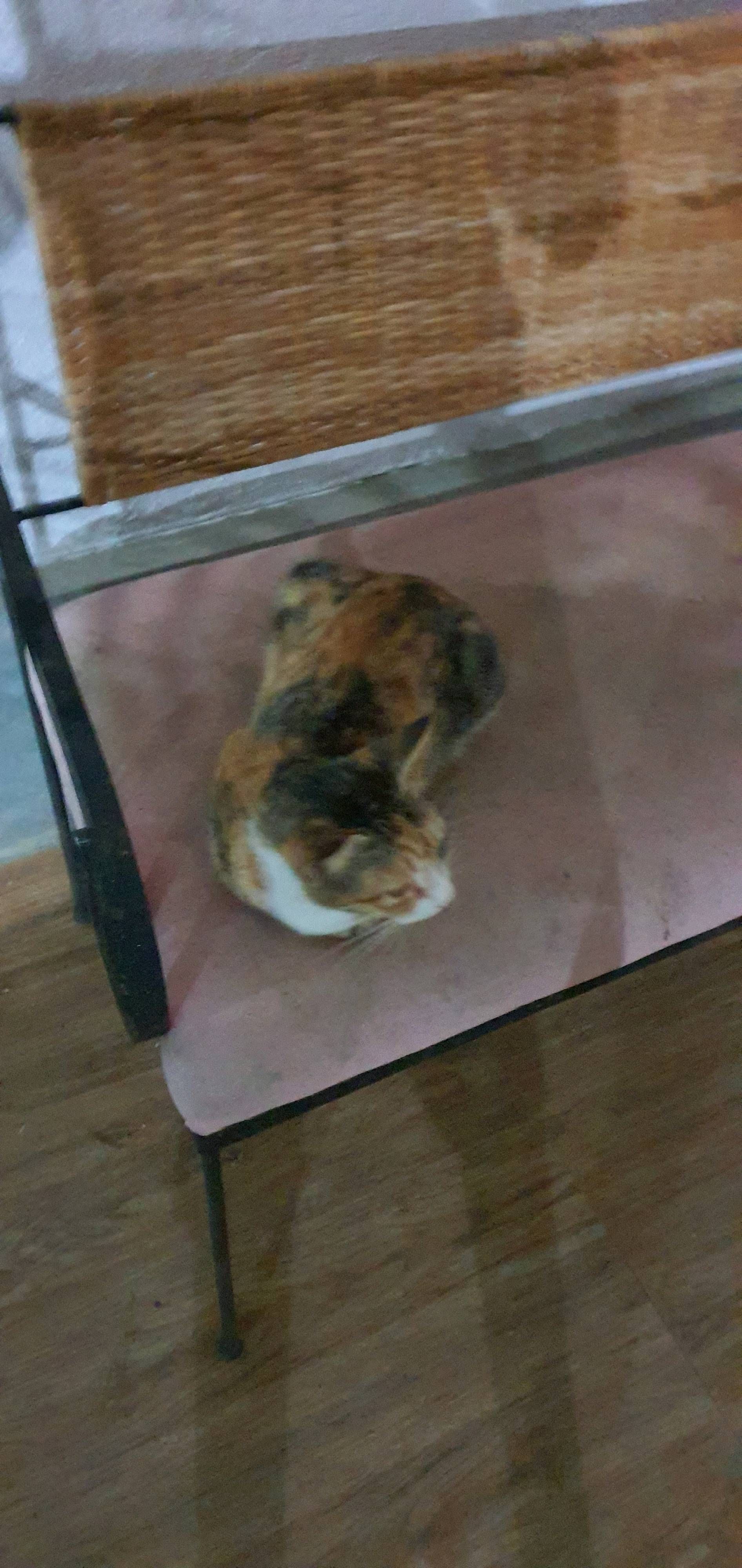 Cat - Samsung Members