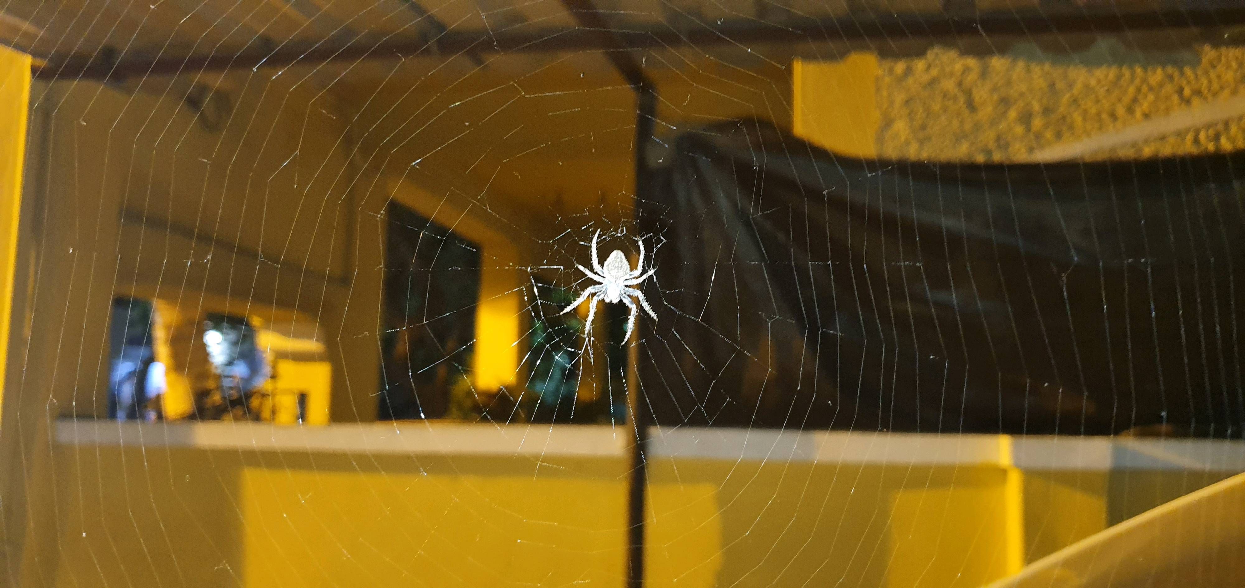 spider - Samsung Members