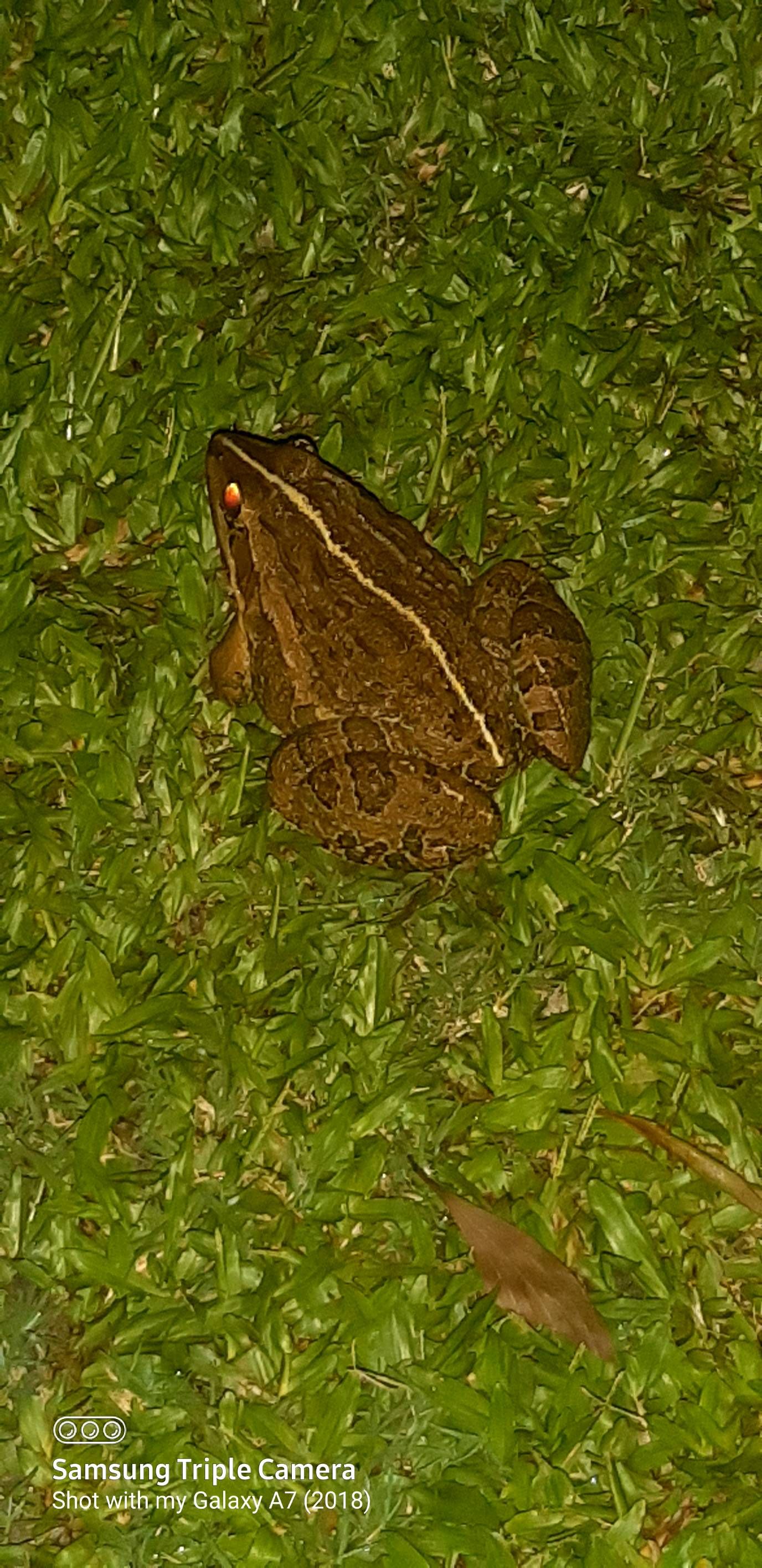 Hoplobatrachus tigerinus.....indian bullfrog - Samsung Members