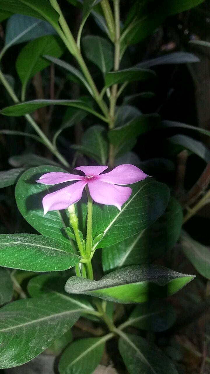 flower - Samsung Members