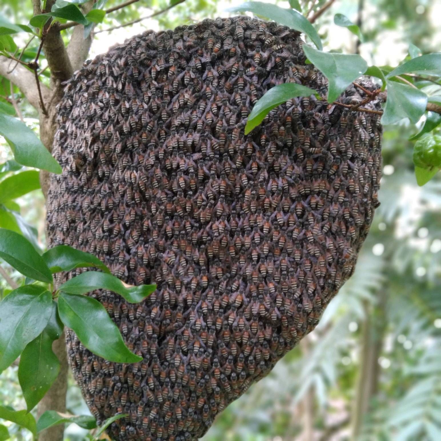 theni insect - Samsung Members